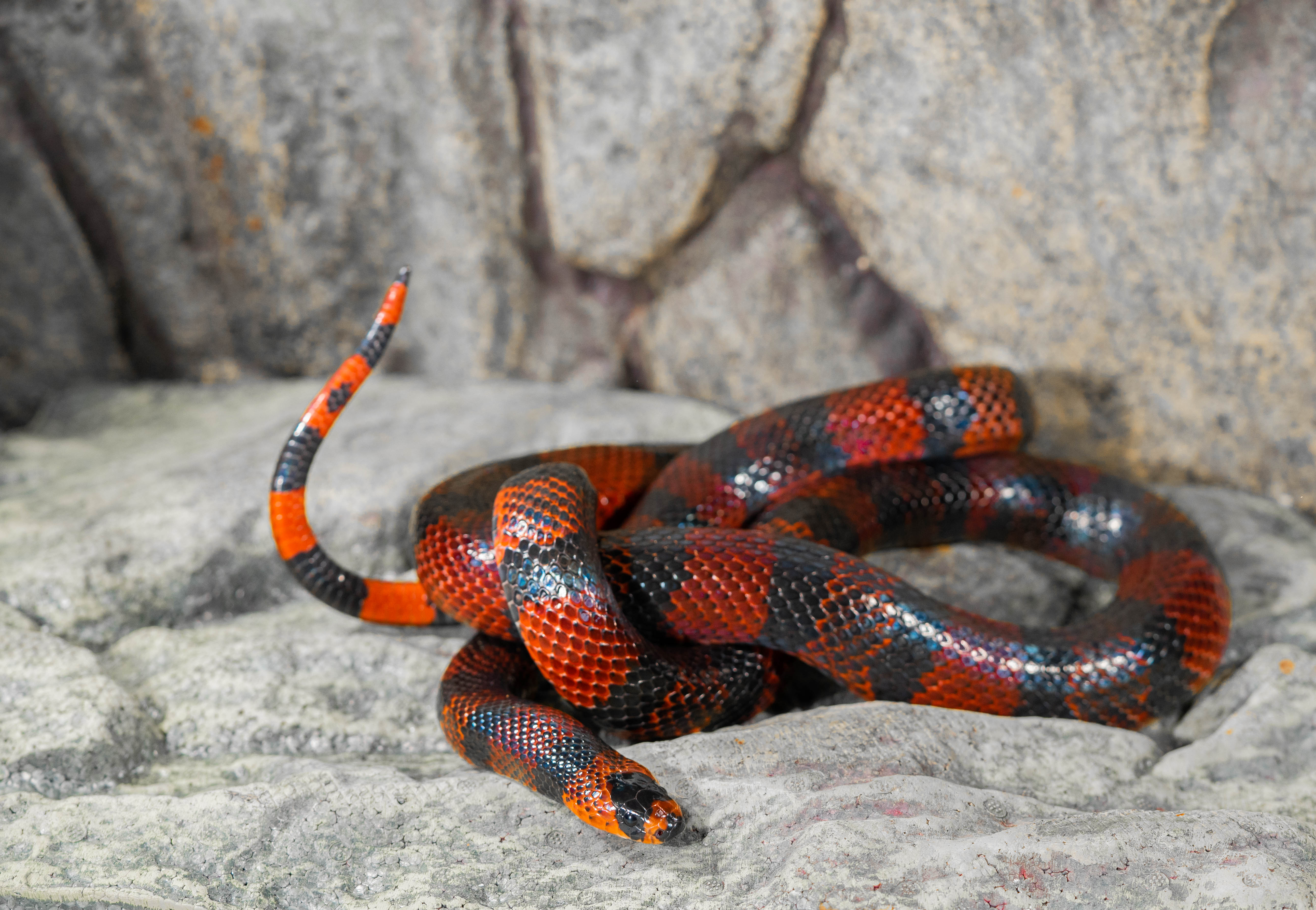 Honduran Milk Snake