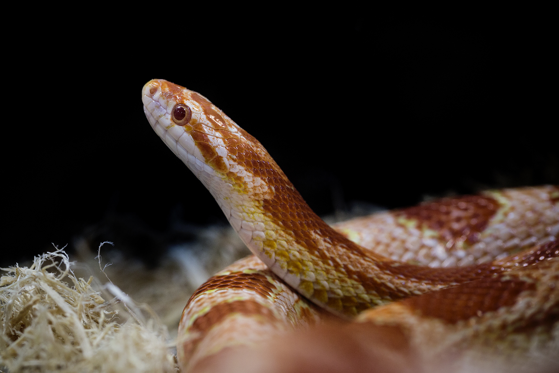 Corn Snake Bite