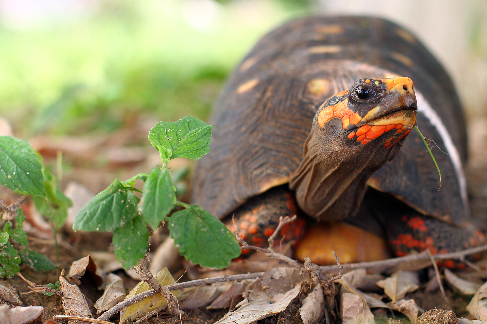Red Footed Tortoise