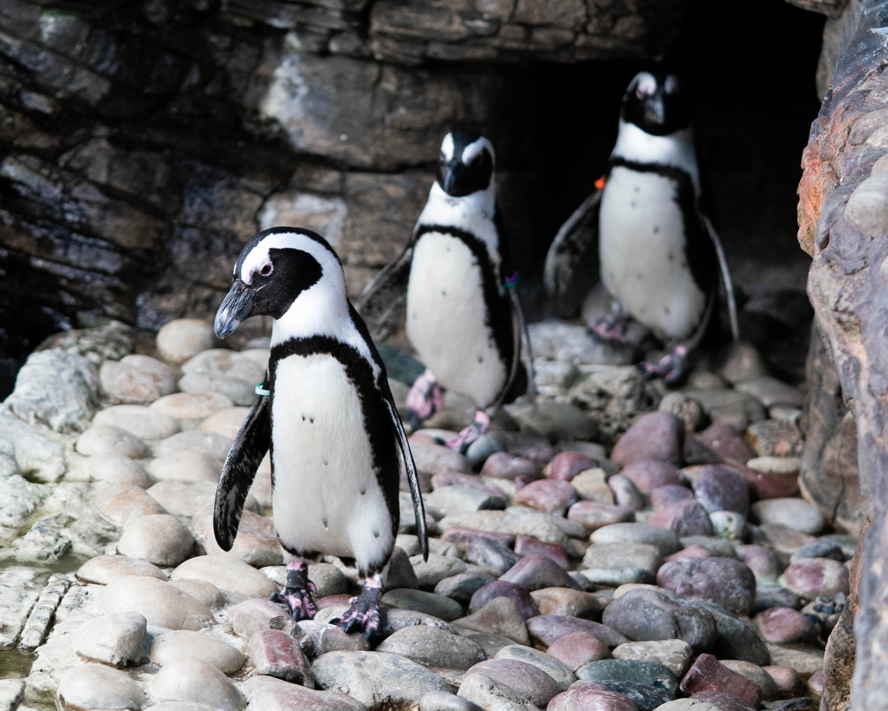 PENGUIN MEET AND GREET NOW AVAILABLE | West Edmonton Mall